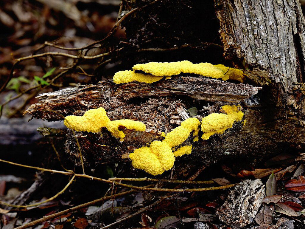 Unknown moss? - Flora Critiques - Nature Photographers Network