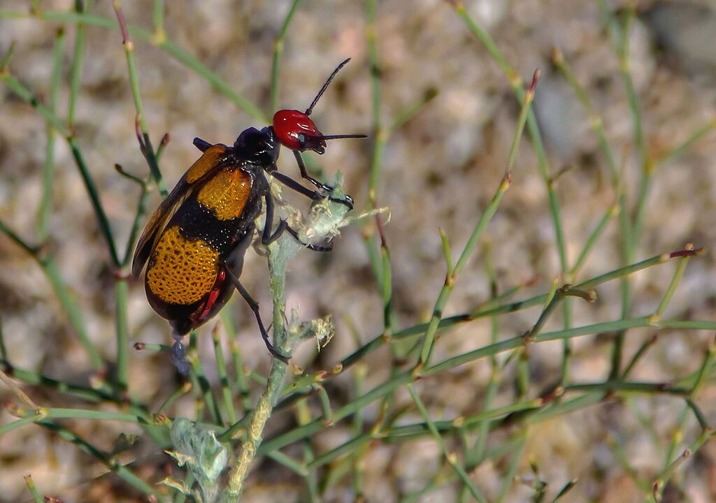 Iron Cross Blister Beetle Laying Eggs - Macro/Close-up Critiques ...
