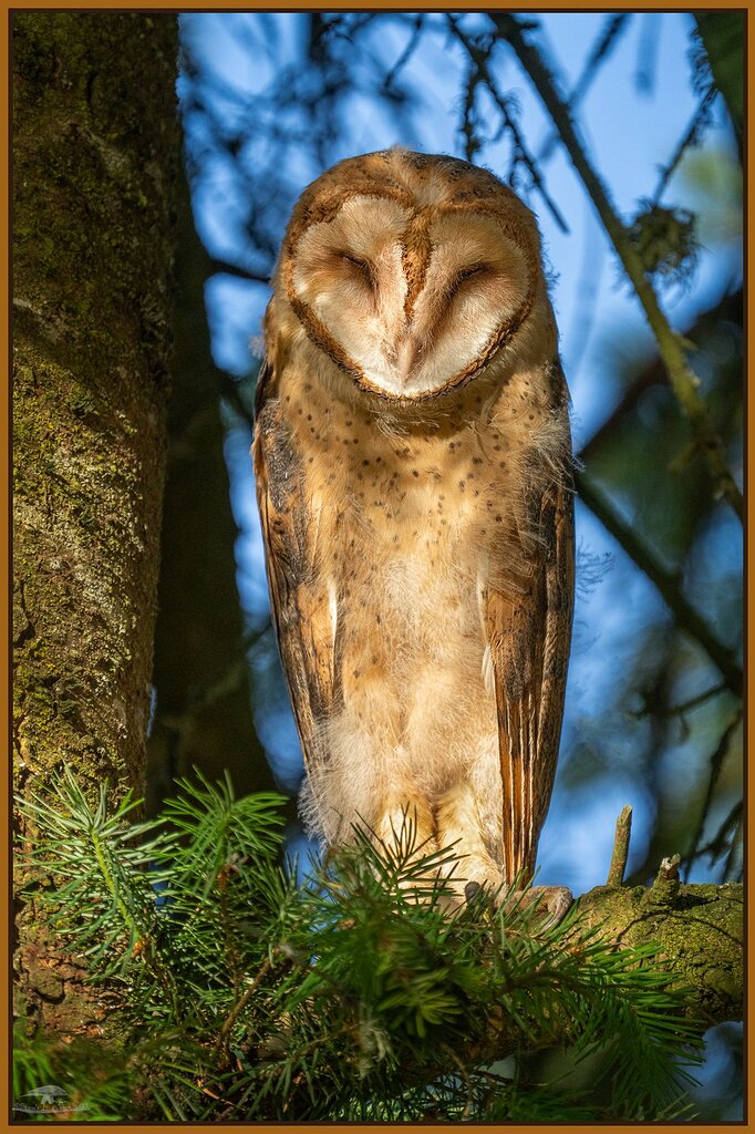 Bedtime for Baby Barn Owls II - Avian Critiques - Nature Photographers ...