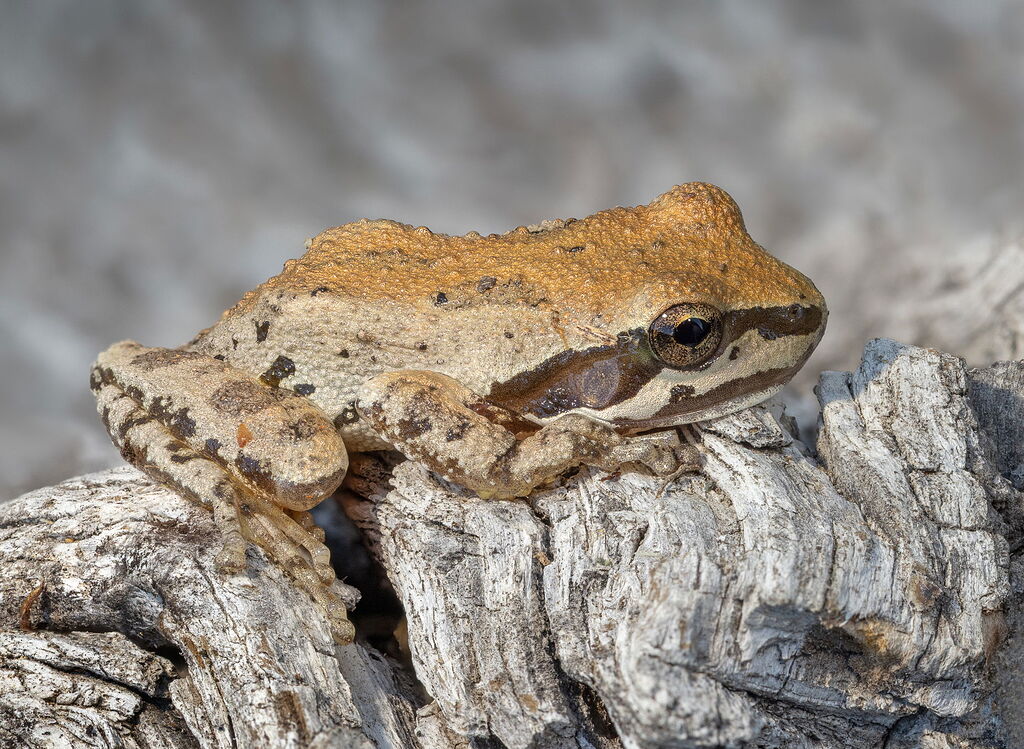 Sierran Tree Frog + RP - Image Critiques - Nature Photographers Network