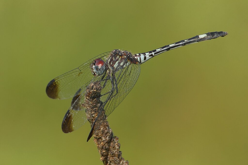 Swift Setwing Dragonfly with wings forward - Macro/Close-up Critiques ...