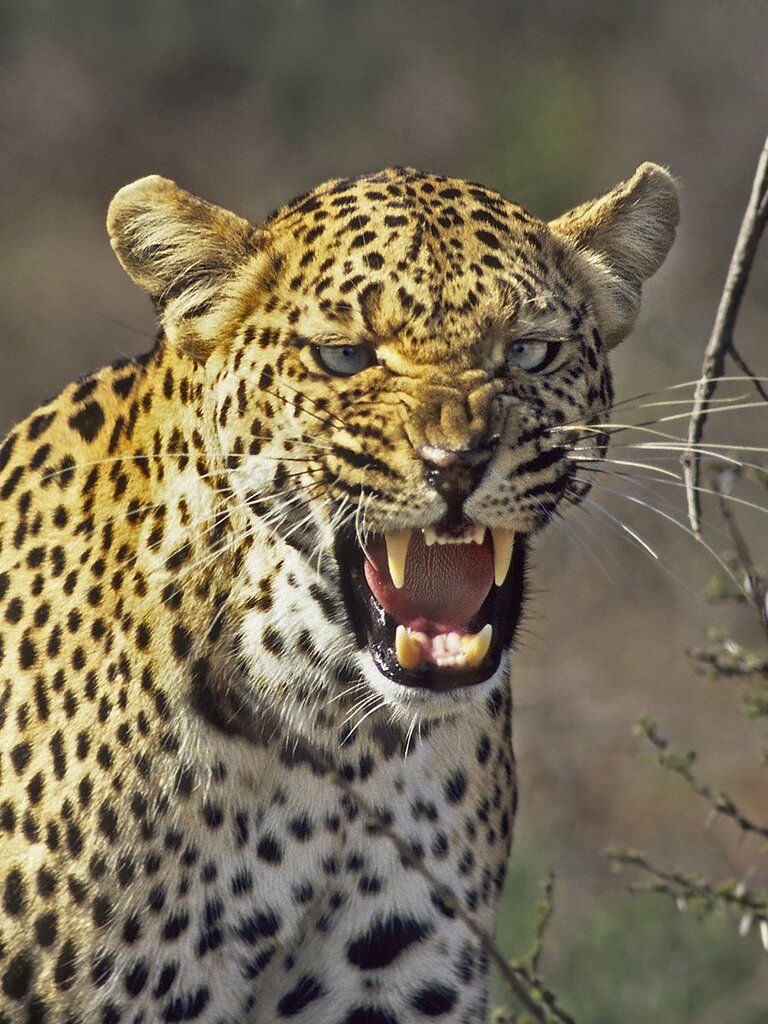 Angry Leopard - Image Critiques - Nature Photographers Network