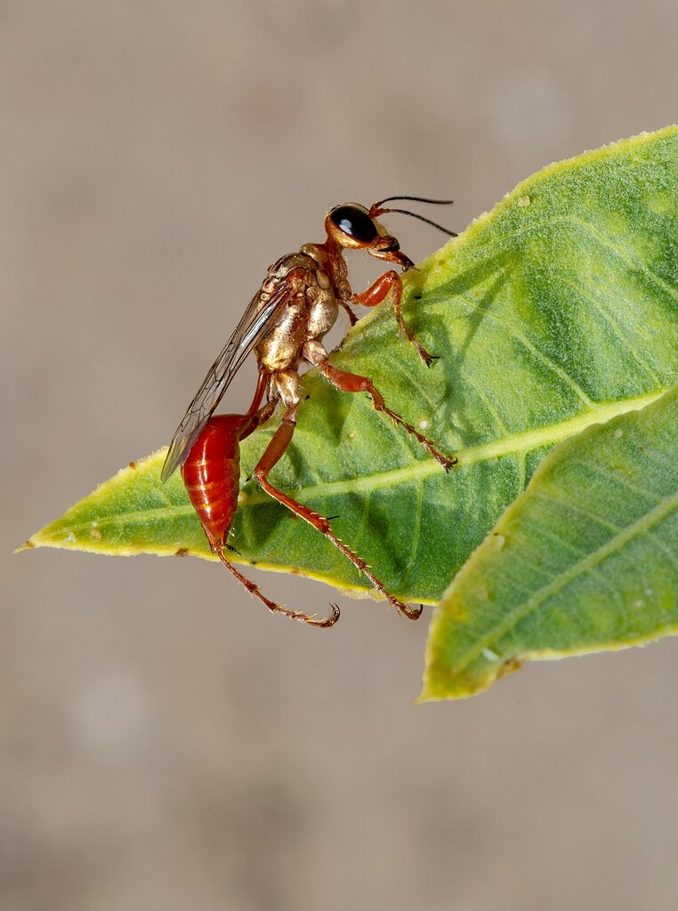 Golden Sphecid Wasp - Image Critiques - Nature Photographers Network