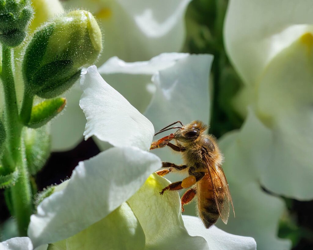 Hungry Bee - Update - Macro/Close-up Critiques - Nature Photographers ...