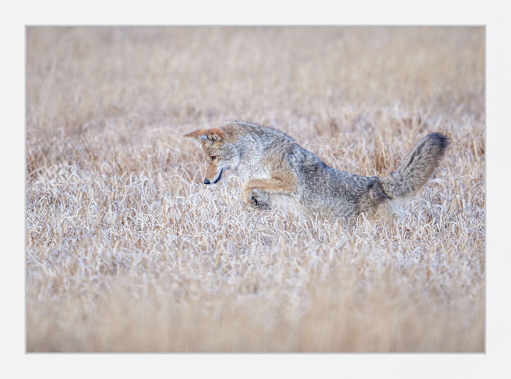 The pounce - Wildlife Critiques - Nature Photographers Network