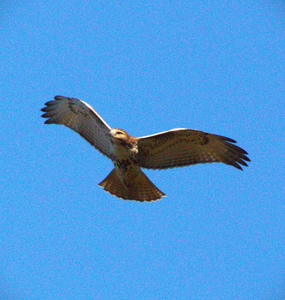 Redtail Hawk on the Hunt - Avian Critiques - Nature Photographers Network