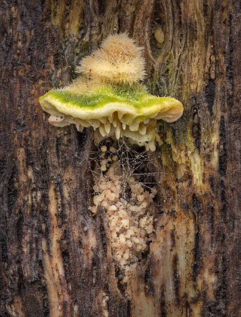 A lovely front door shade! - Macro/Close-up Critiques - Nature ...