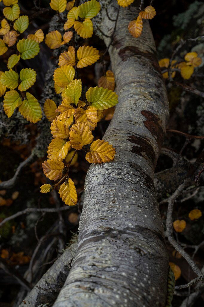 Deciduous Beech palette (+ Rework) - Landscape Critiques - Nature ...