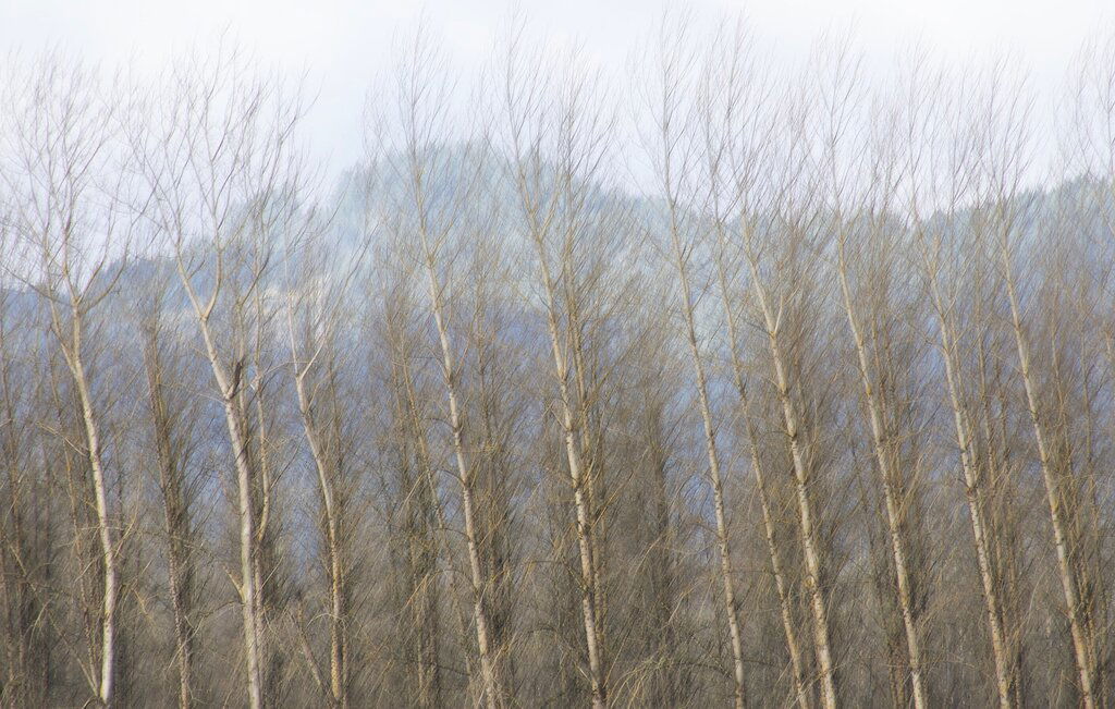 Stand of Birch & rework - Landscape Critiques - Nature Photographers ...