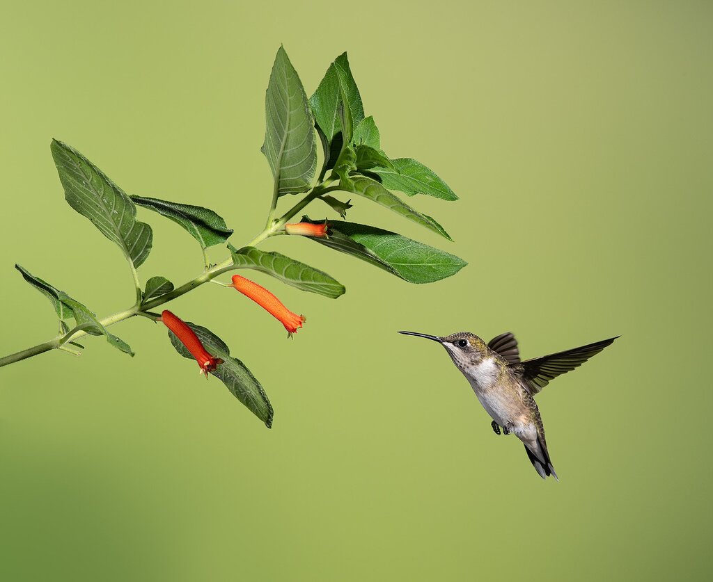 Ruby Throated Hummingbird and Orange Bat Faced Cuphea - Avian Critiques ...