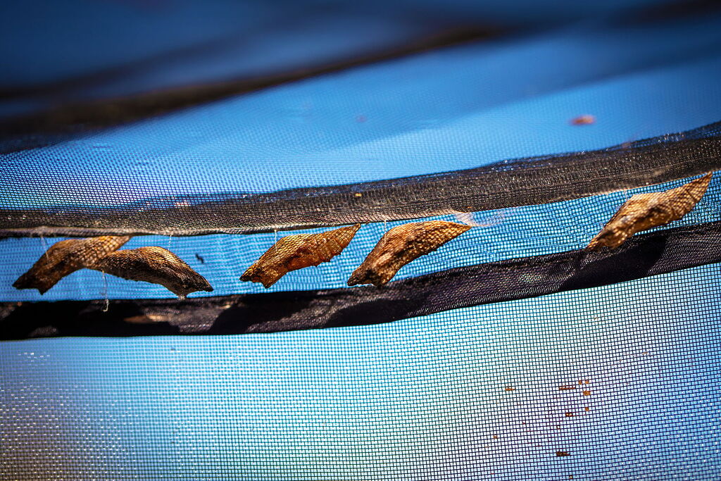 My Over Winter Black Swallowtail Sleepers - Image Critiques - Nature ...