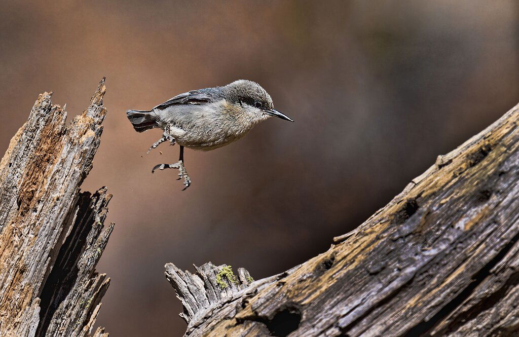 Jumping Pygmy Nuthatch - Avian Critiques - Nature Photographers Network