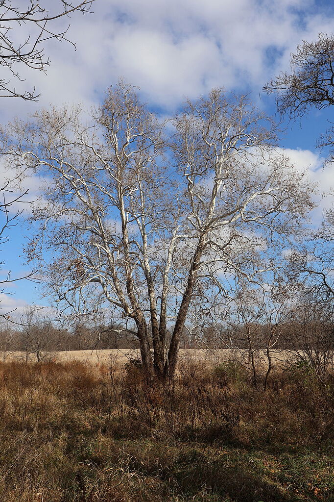 sycamore tree - Landscape Critiques - Nature Photographers Network