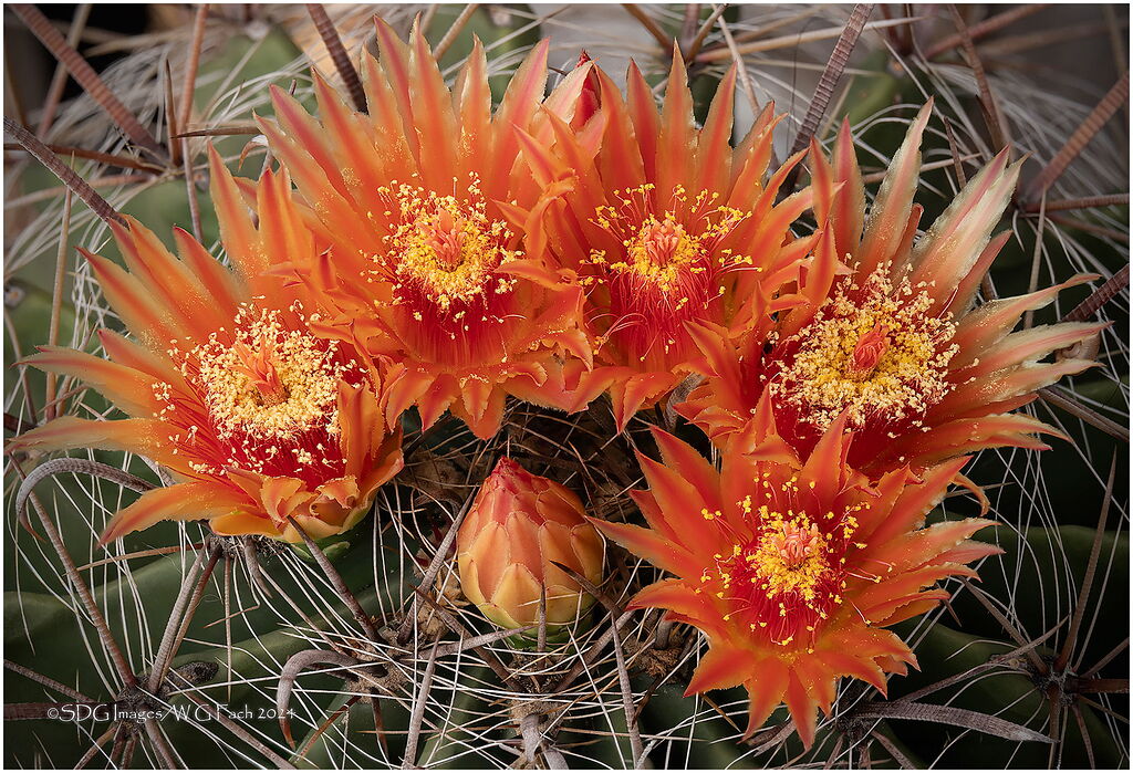 2024 Retrospective - Weekly Challenge - Nature Photographers Network