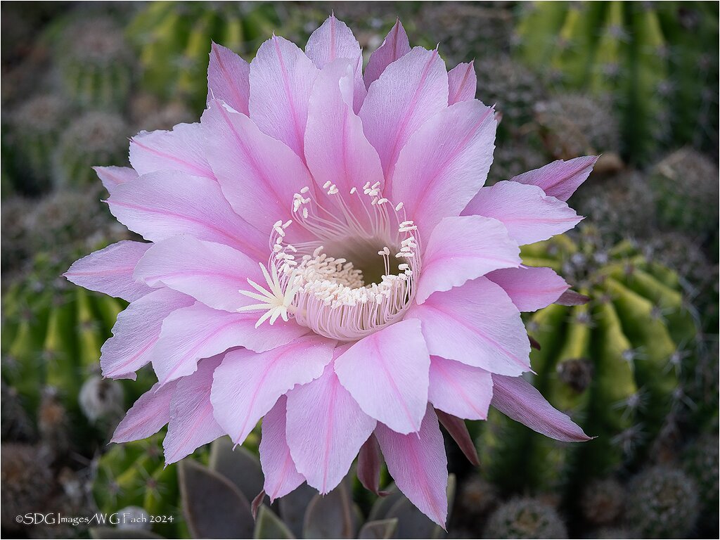 Dead Solid Perfect - Flora Critiques - Nature Photographers Network