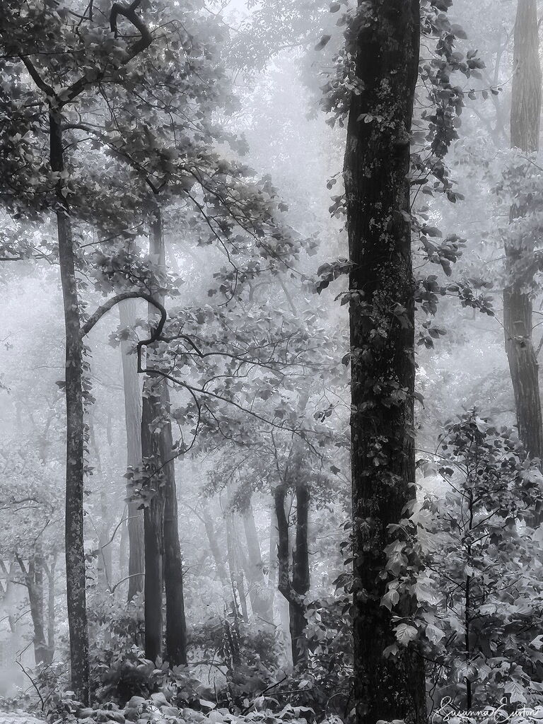 Trees in the Mist II - Image Critiques - Nature Photographers Network