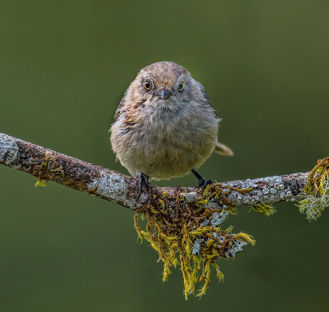 Happy Bush Tit - Avian Critiques - Nature Photographers Network