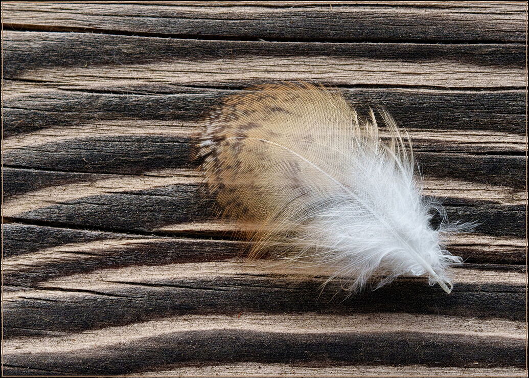 Barn Owl Feather - Image Critiques - Nature Photographers Network