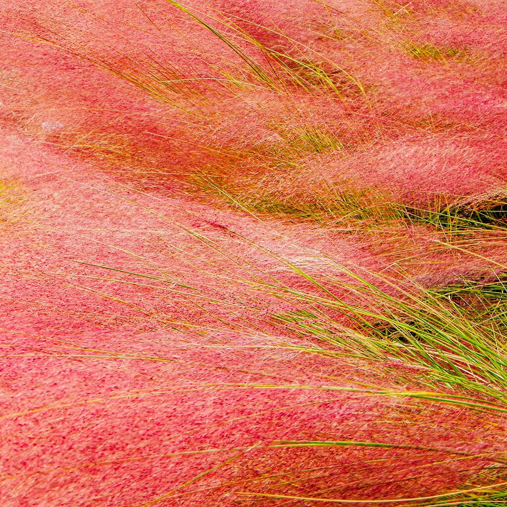 The wind on the grass - Macro/Close-up Critiques - Nature Photographers ...