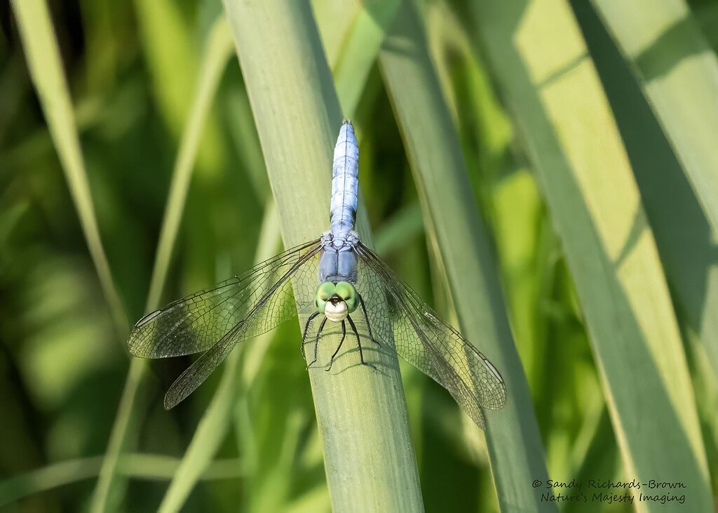 Great Blue Skimmer - Macro/Close-up Critiques - Nature Photographers ...