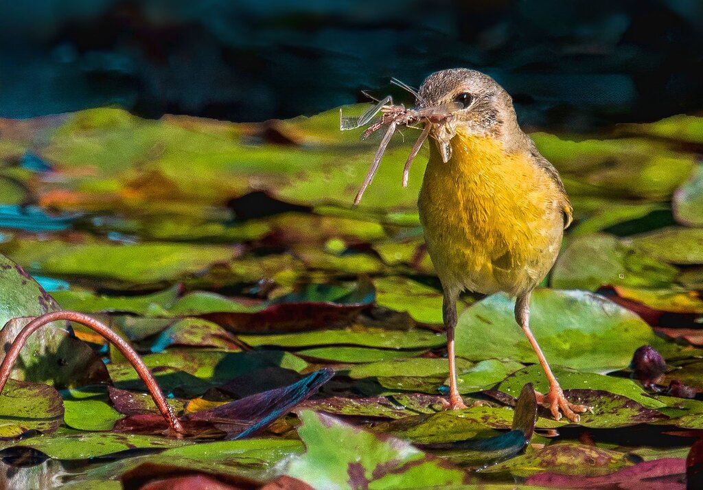 Yellow Warbler with bug - Image Critiques - Nature Photographers Network
