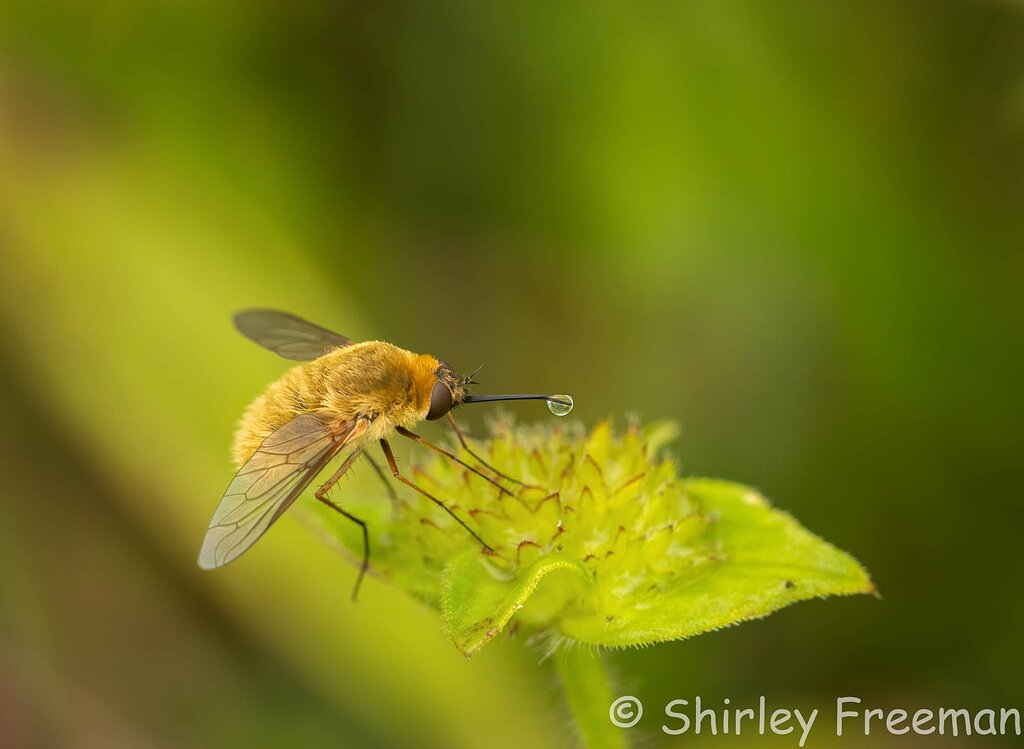 Fly Blowing Bubbles +Repost - Image Critiques - Nature Photographers ...
