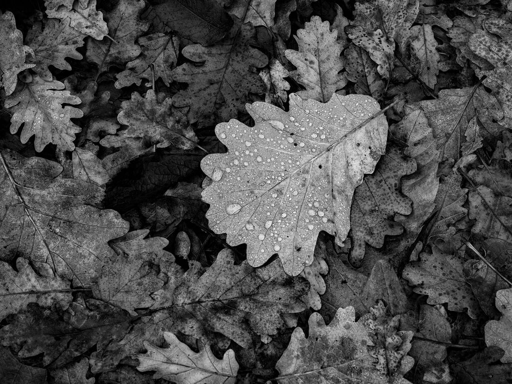 Leaves on litter - Weekly Challenge - Nature Photographers Network