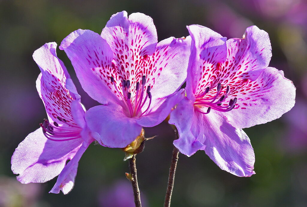 Trio - Flora Critiques - Nature Photographers Network