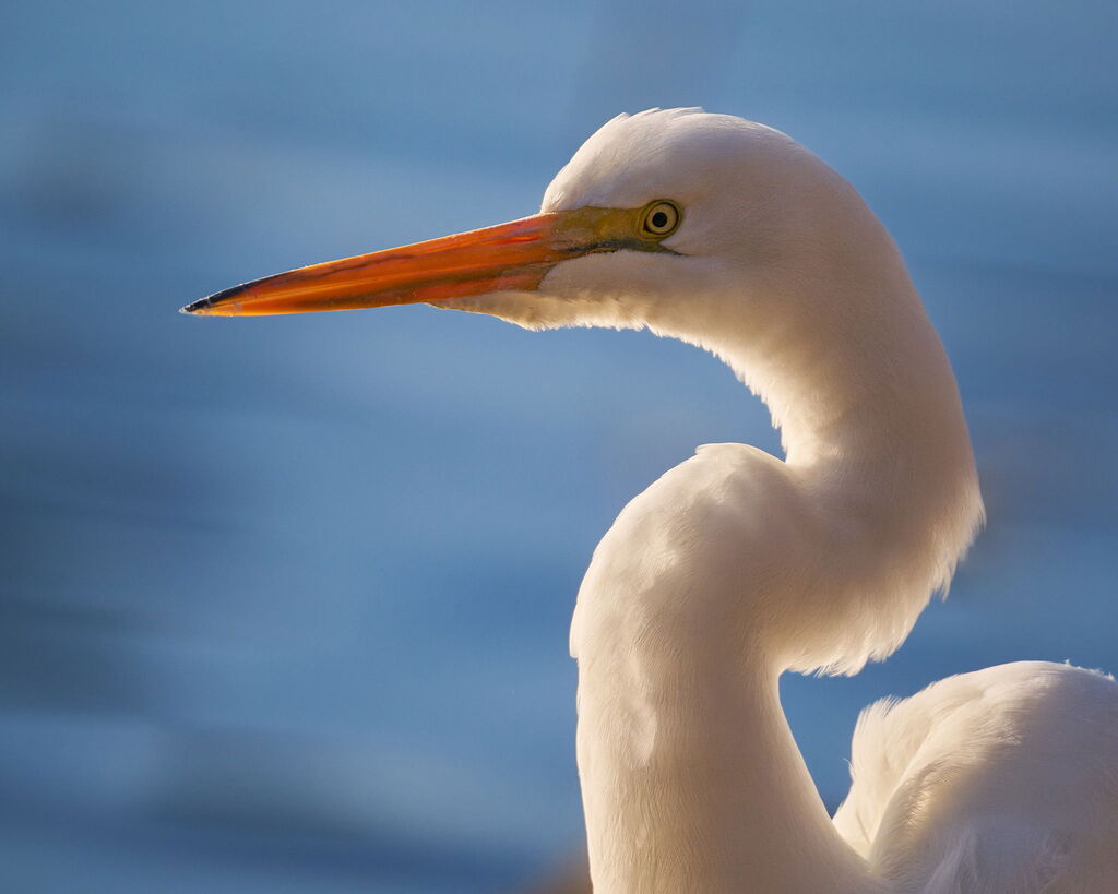 Great Egret Portrait w/repost - Image Critiques - Nature Photographers ...