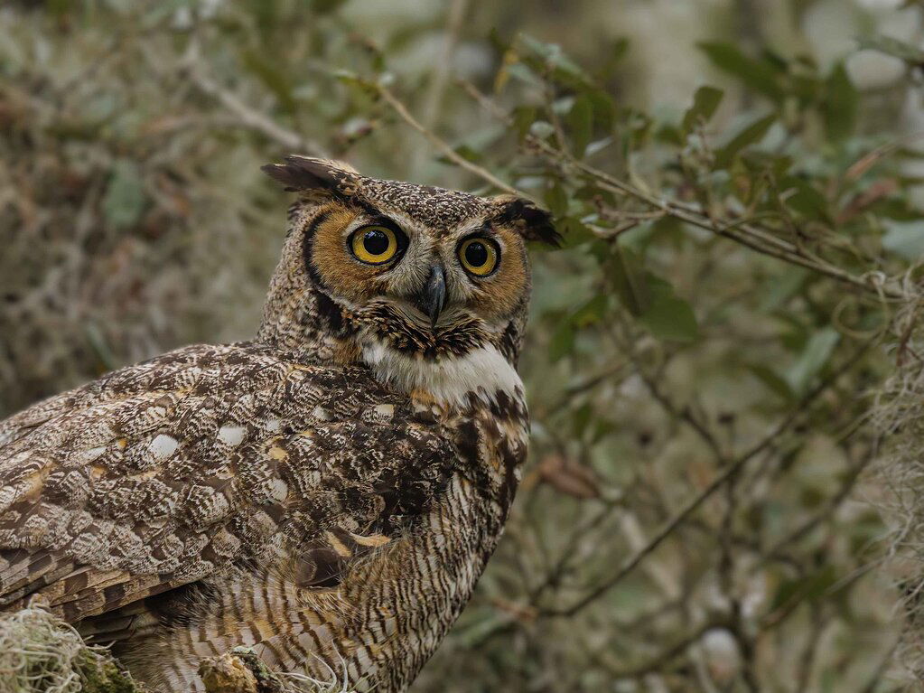 Papa Owl on Lookout - Avian Critiques - Nature Photographers Network