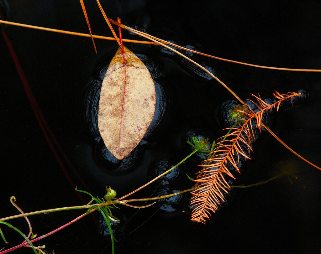 Leaf Litter on Blackwater - Macro/Close-up Critiques - Nature ...