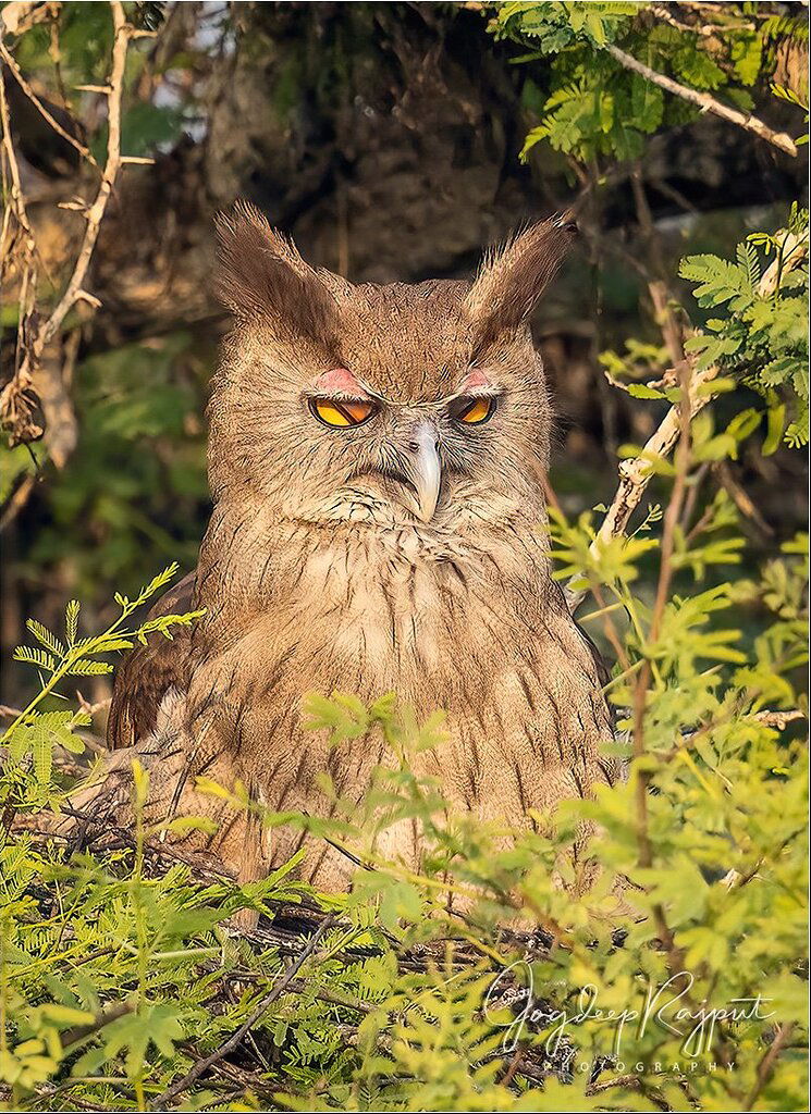 Dusky Eagle Owl - Avian Critiques - Nature Photographers Network