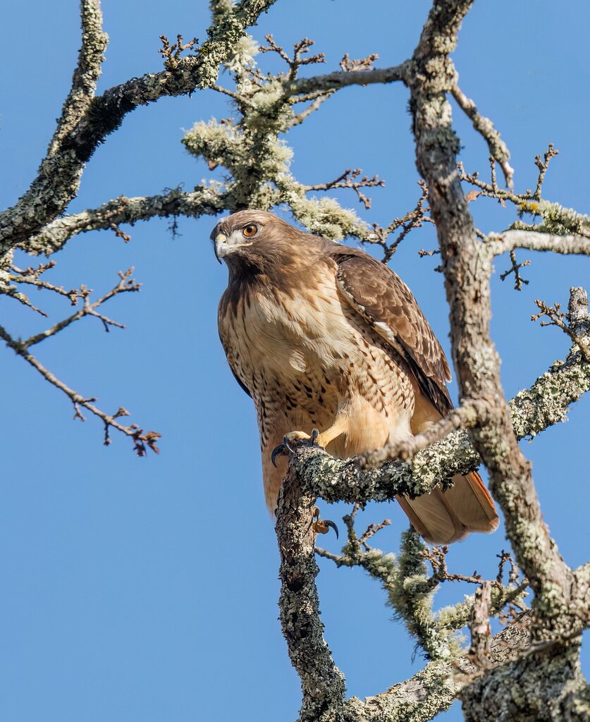 The Red-tailed Hawk at 1680mm - Avian Critiques - Nature Photographers ...