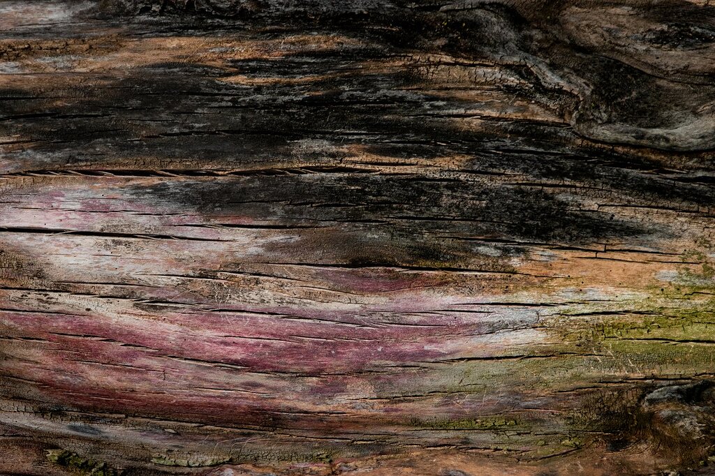 Colored Tree Trunk - Image Critiques - Nature Photographers Network