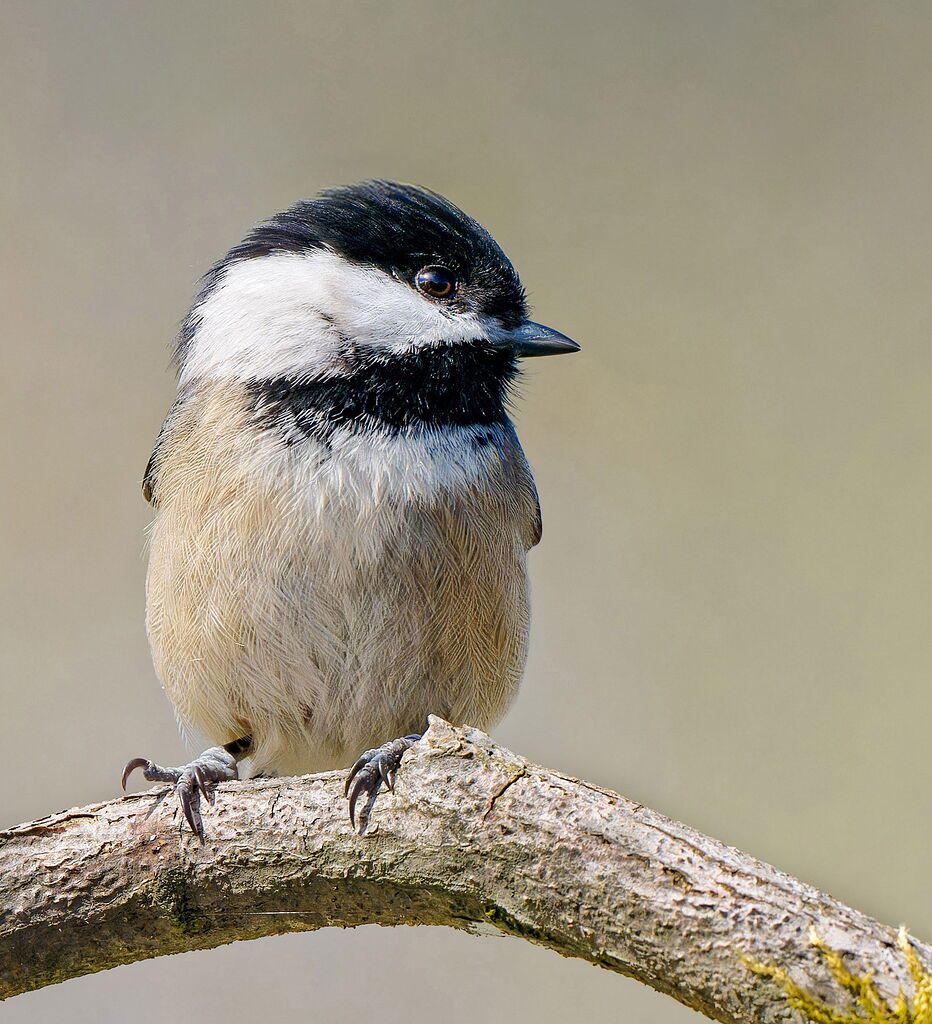 close-up shot of chickadee. - Avian Critiques - Nature Photographers ...
