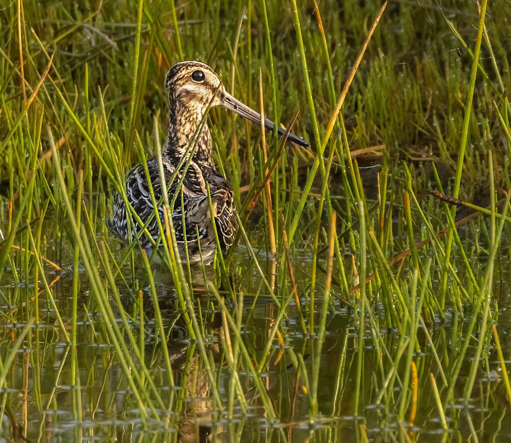 Snipe Hunt - Avian Critiques - Nature Photographers Network