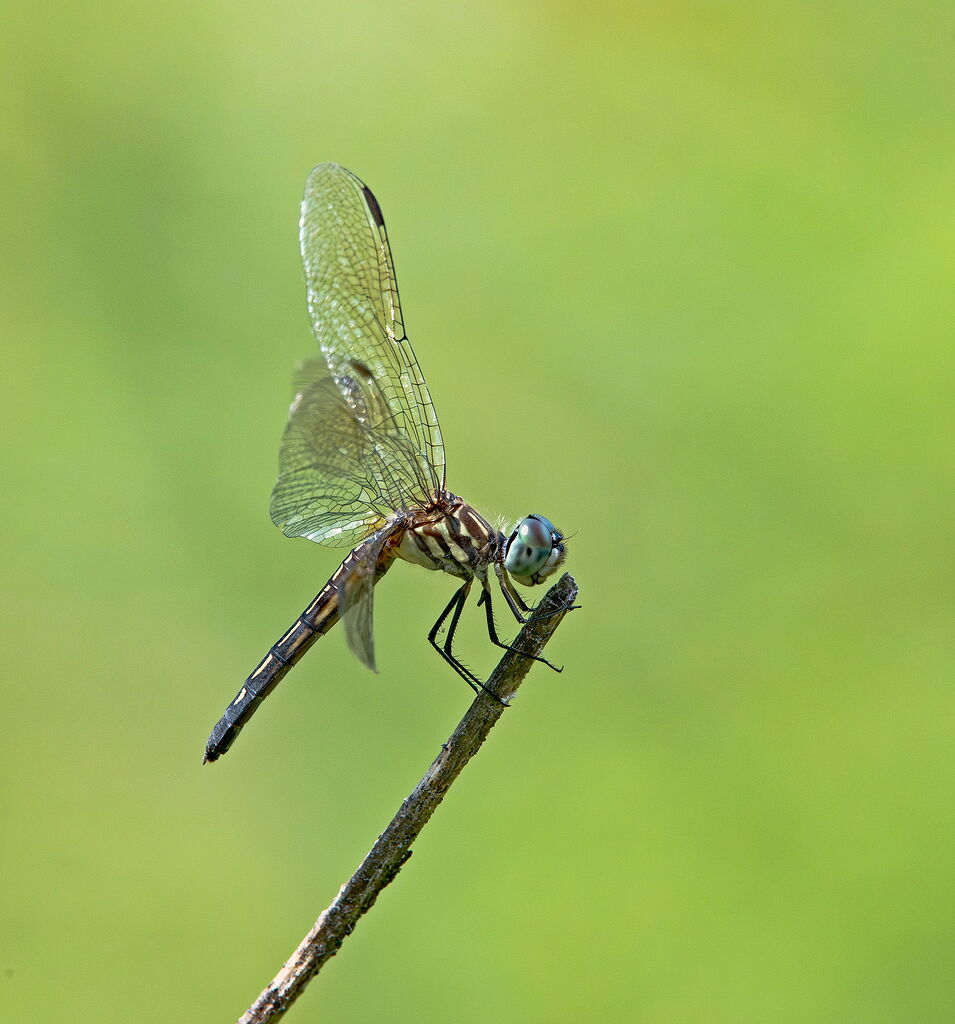 5-Legged Blue Dasher - Macro/Close-up Critiques - Nature Photographers ...