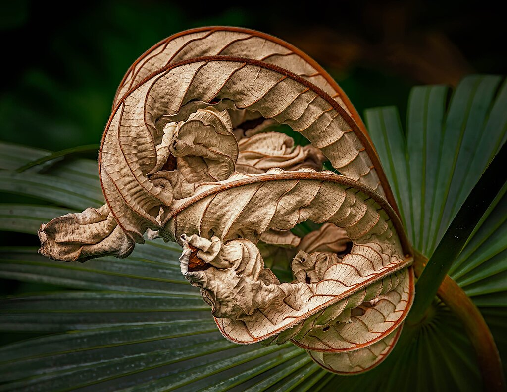 Beauty in Decay - Image Critiques - Nature Photographers Network
