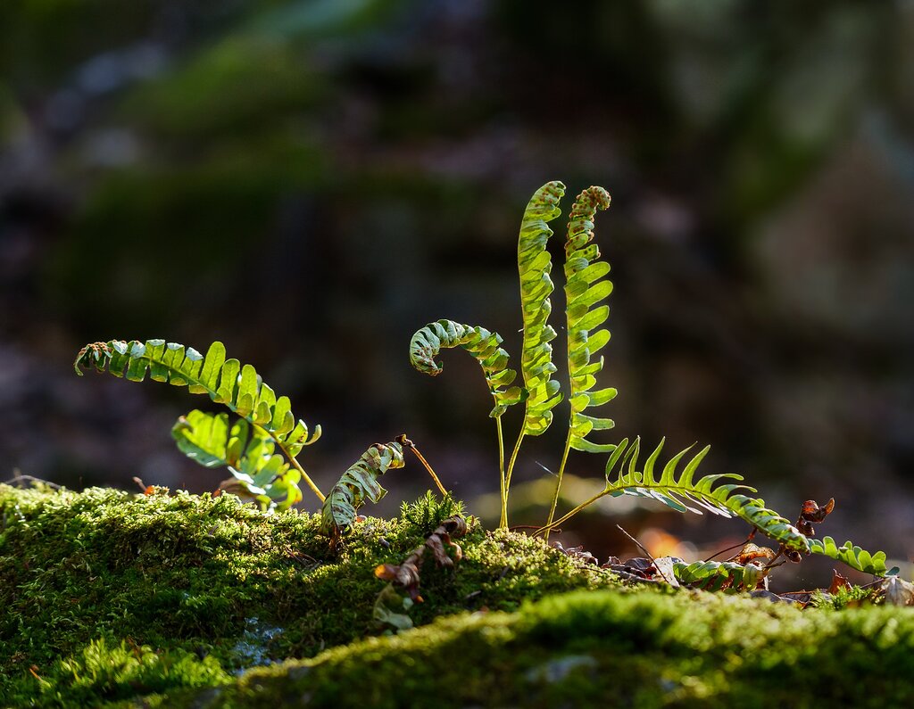 Wait, is this spring? (+1 rework) - Flora Critiques - Nature ...