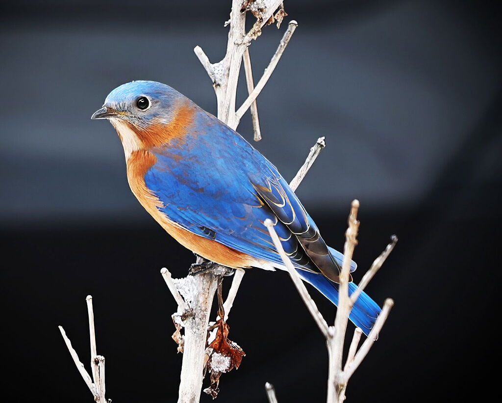 Eastern Blue Bird - Image Critiques - Nature Photographers Network