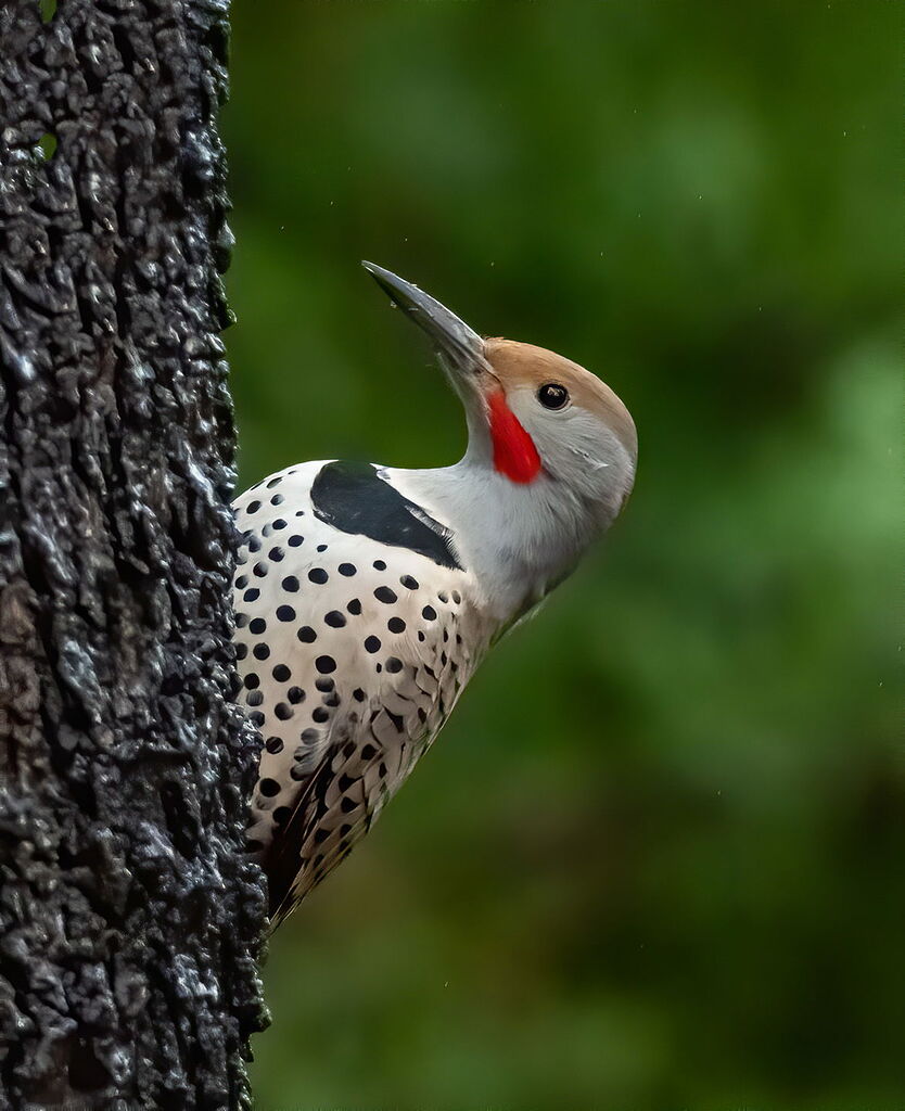 Flicker in the Rain - Image Critiques - Nature Photographers Network