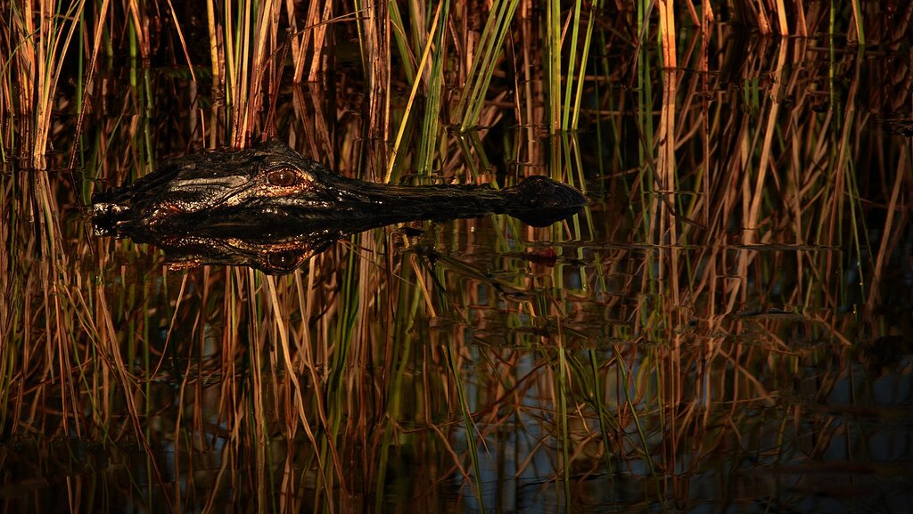 GA Gator 1 - Wildlife Critiques - Nature Photographers Network