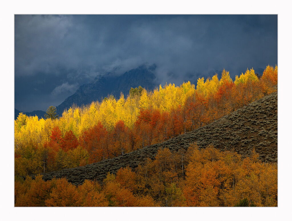 Sun Bathed Aspens - Image Critiques - Nature Photographers Network