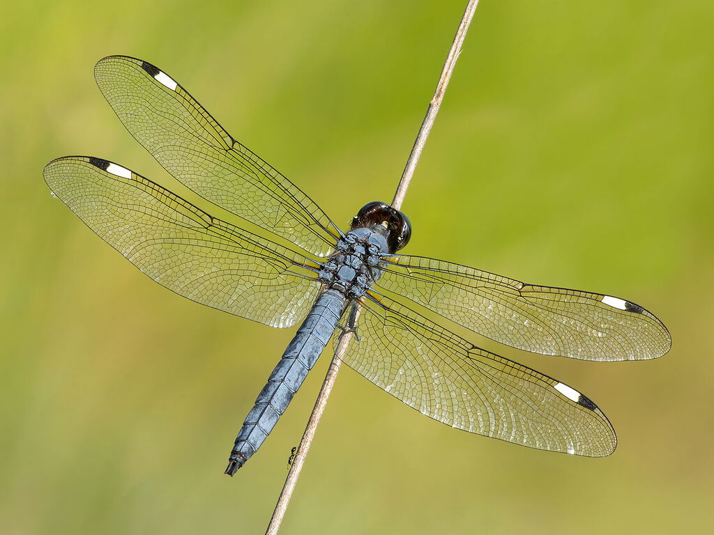 Spangled Skimmer - Image Critiques - Nature Photographers Network