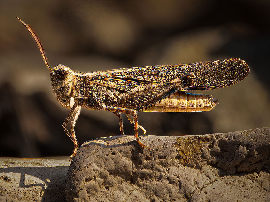 Grasshopper - Weekly Challenge - Nature Photographers Network