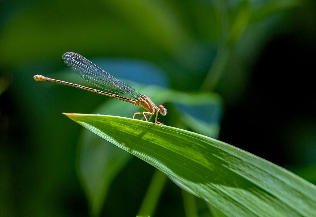 Female Blue-fronted Dancer - Image Critiques - Nature Photographers Network