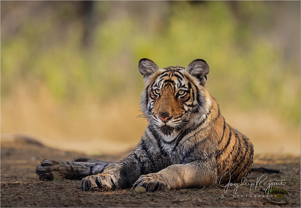 Tiger cub for a portrait session - Image Critiques - Nature ...