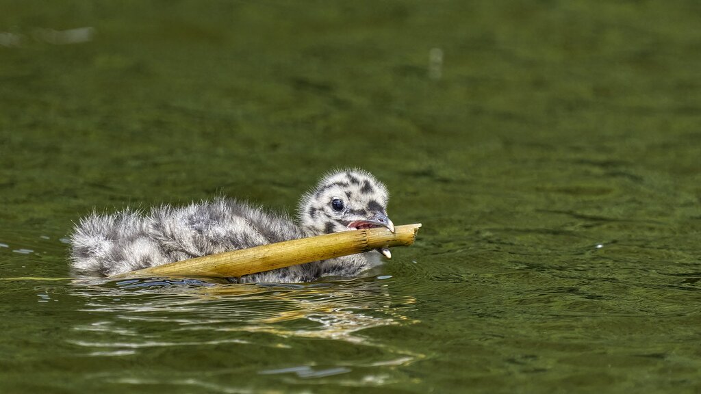 Mew Chicks - Speak Softly & Carry a Big Stick #2 - Image Critiques ...
