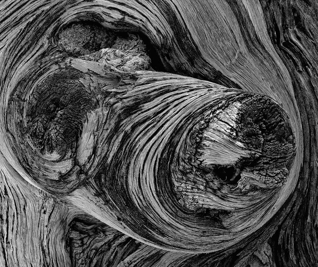Stump Lump and Bump - B&W - Weekly Challenge - Nature Photographers Network