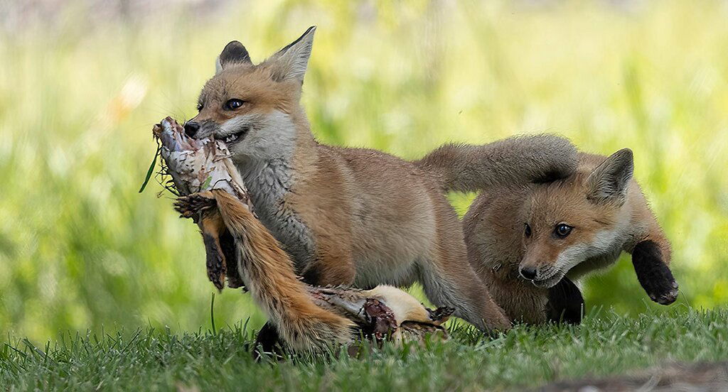 Tail of 3 Foxes - Wildlife Critiques - Nature Photographers Network